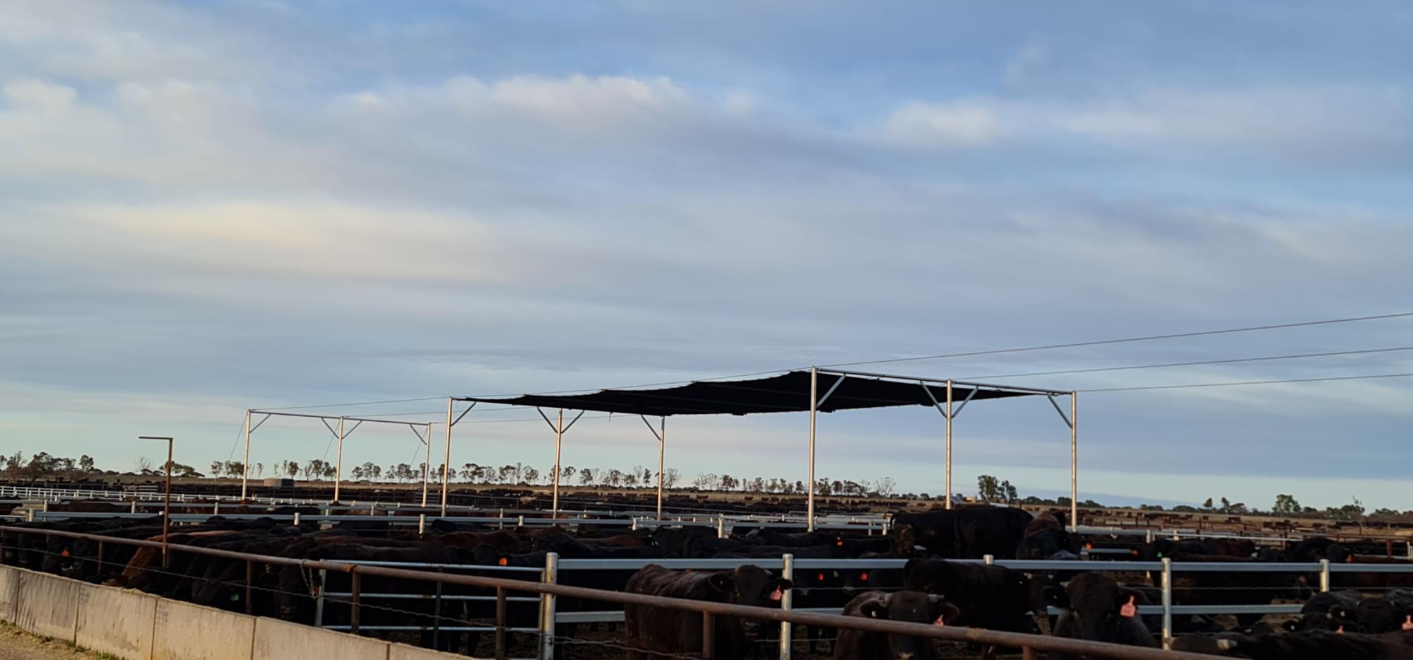 Cattle and Livestock Sunshade Guidelines - Westarp